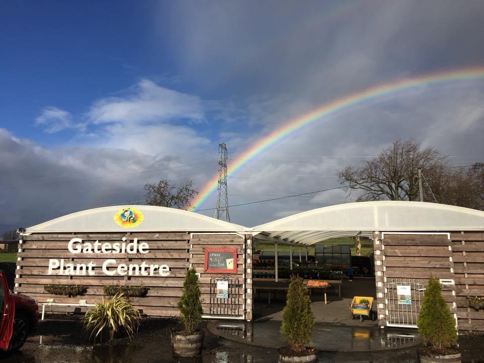 Fleur de Lys Planter 12” Black/White – Gateside Plant Centre